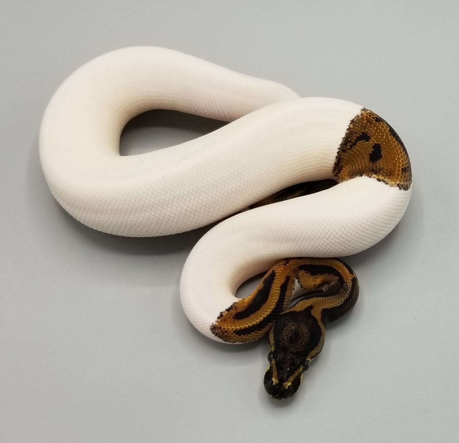 Leopard Pied 66% Het VPI Axanthic 50% Het Desert Ghost Ball Python by ...