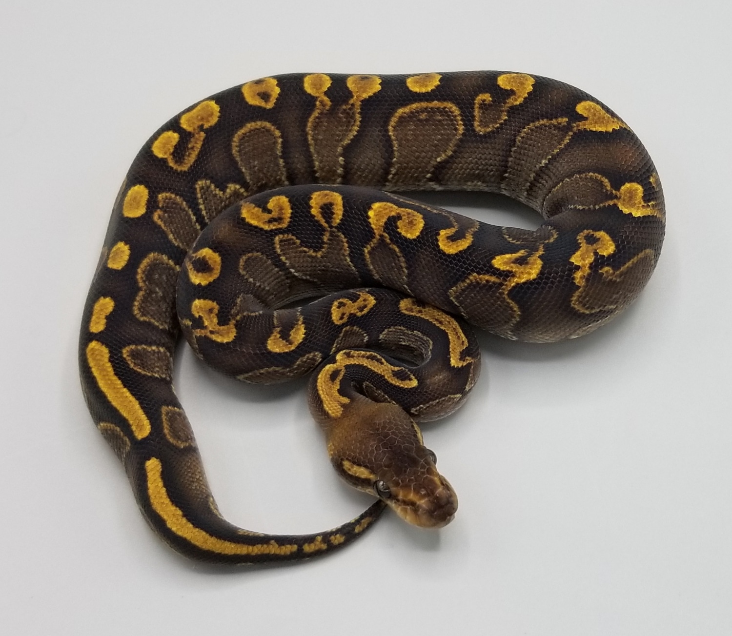 GHI Mahogany Het Pied Ball Python by Milbradt & Caponetto Pythons ...