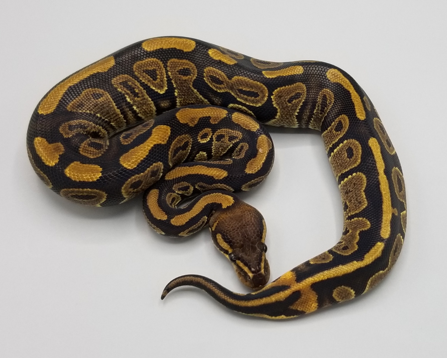 Mahogany Het Pied Ball Python by Milbradt & Caponetto Pythons - MorphMarket