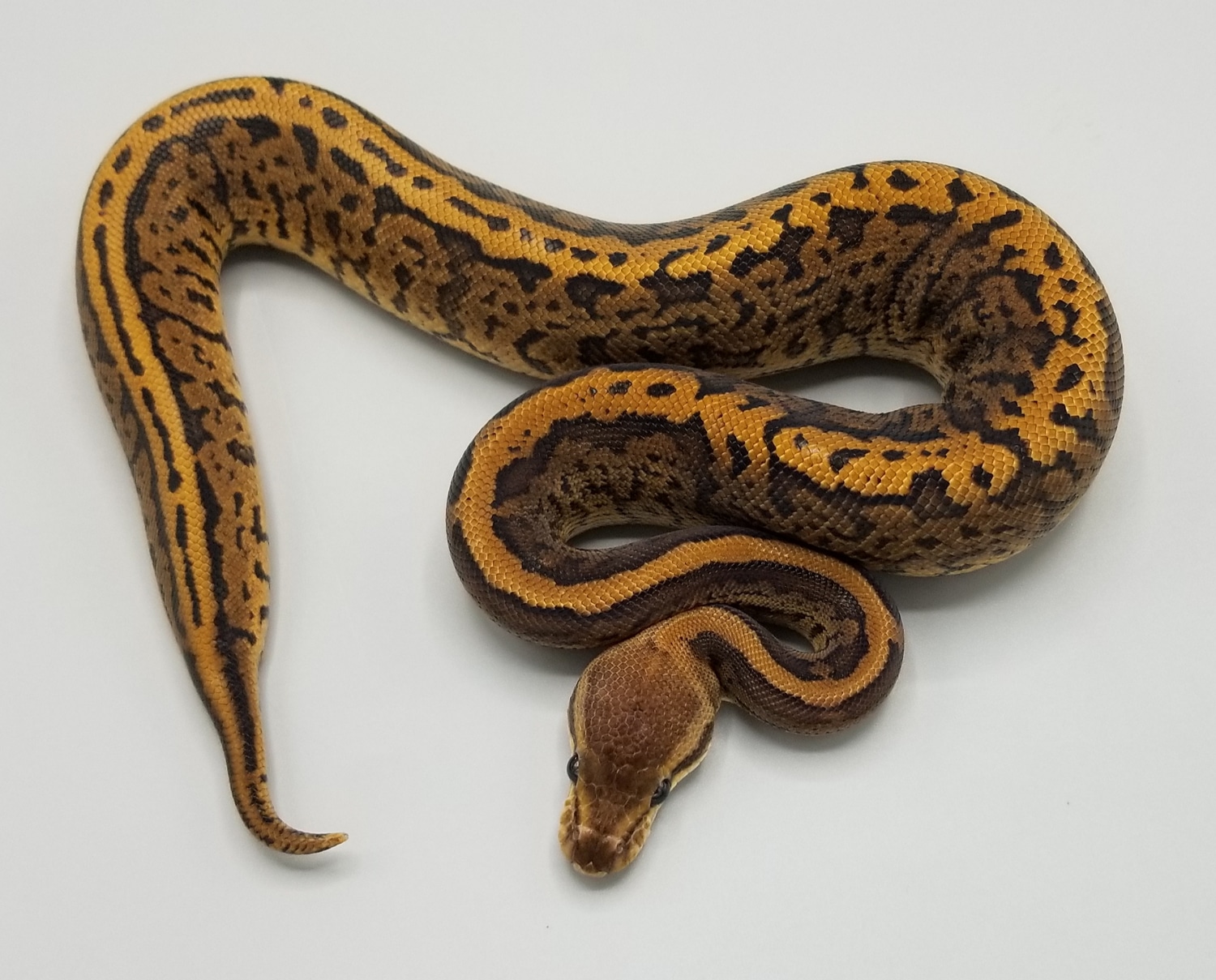 Acid Spotnose Black Pastel Pinstripe Ball Python by Milbradt & Caponetto Pythons - MorphMarket