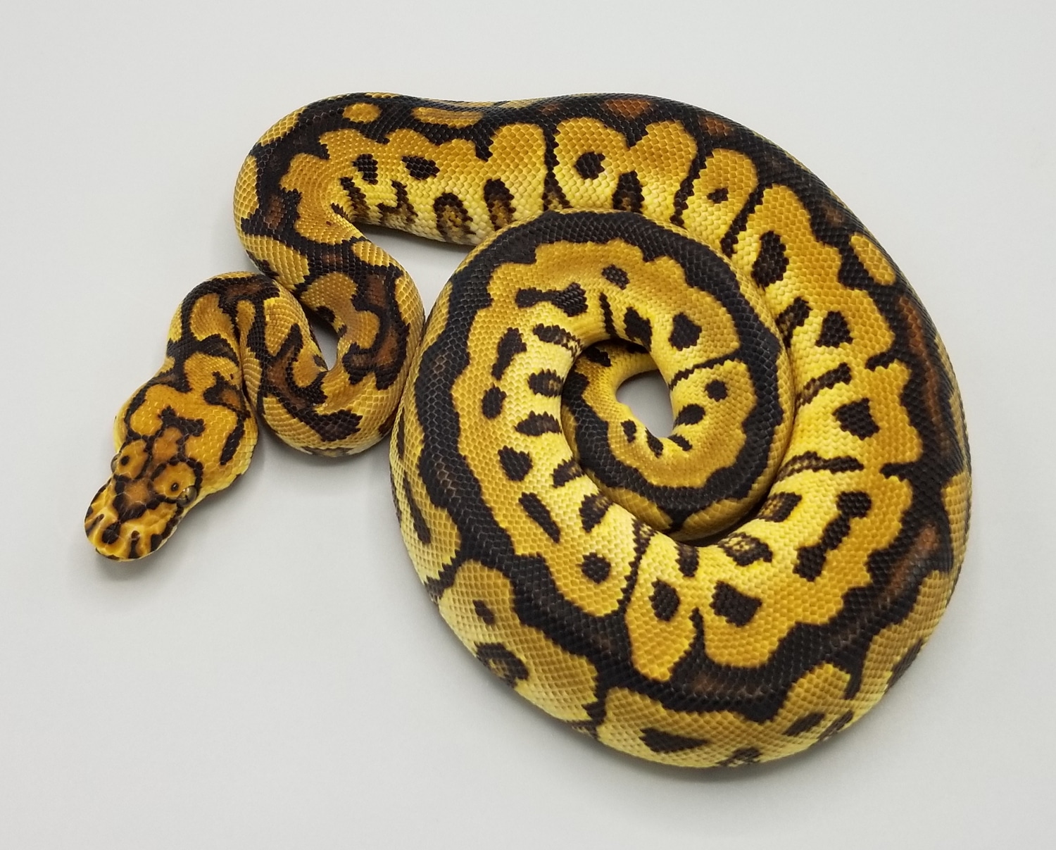 Spotnose Clown Ball Python by Milbradt & Caponetto Pythons - MorphMarket