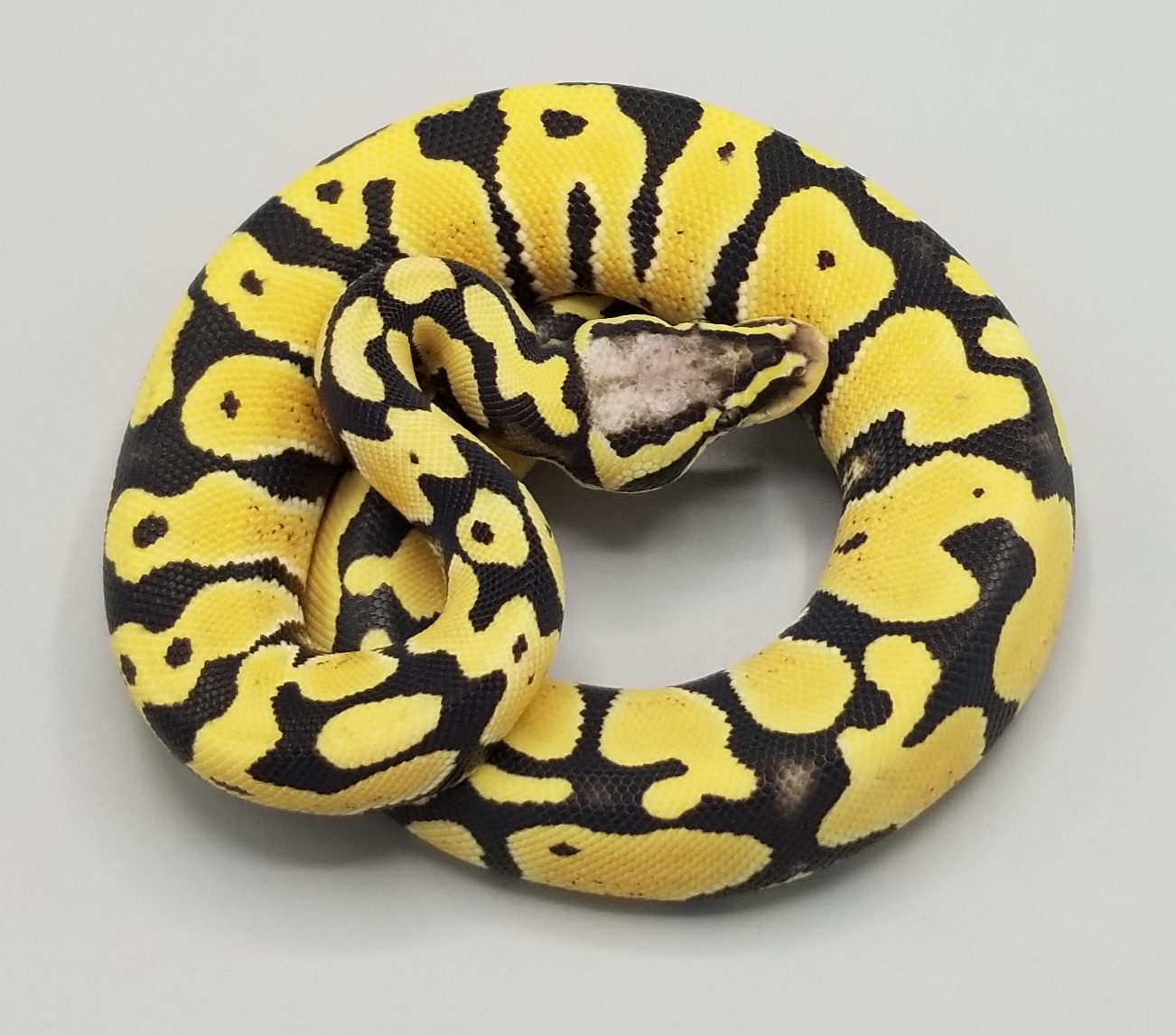 Pastel Desert Ghost Het VPI Axanthic Ball Python by Milbradt ...
