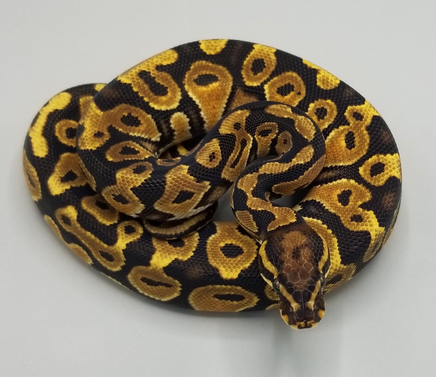 Orange Dream Vanilla 50% Het Monsoon Ball Python by Milbradt ...