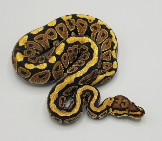 Spotnose Het Clown Ball Python by Milbradt & Caponetto Pythons