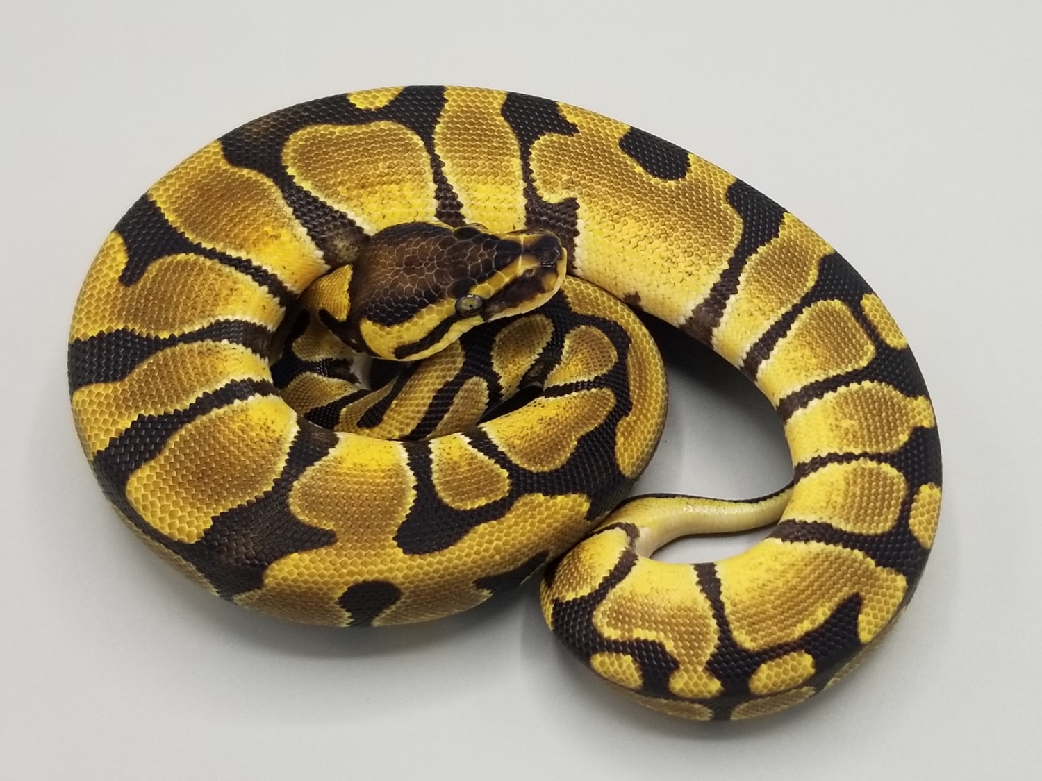Enchi Het Clown 66% Het VPI Axanthic 50% Het Desert Ghost Ball Python ...