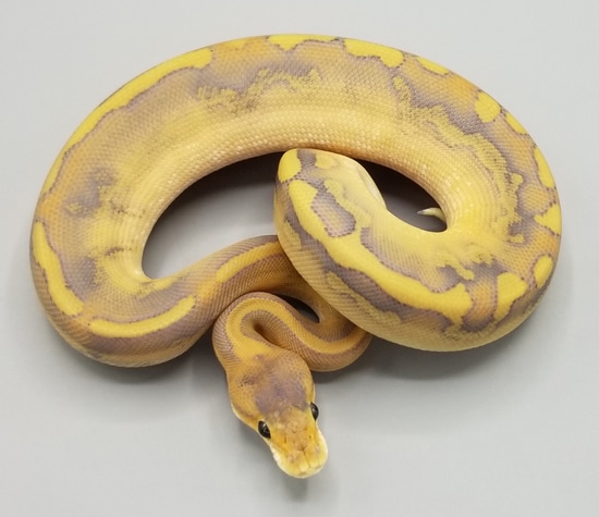 Hypo Leopard Champagne Ball Python by Milbradt & Caponetto Pythons