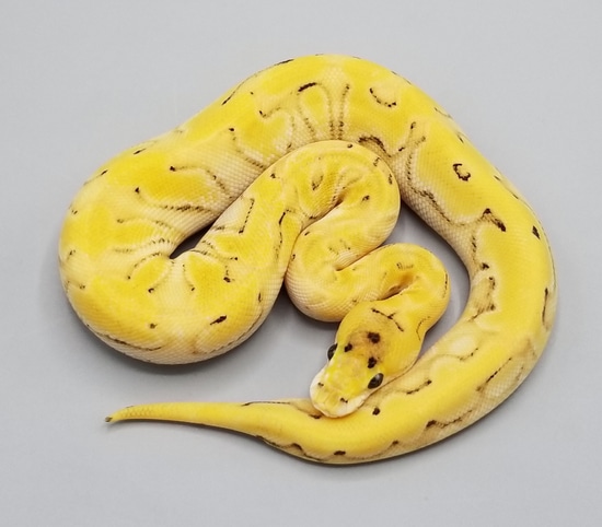 Orange Dream Super Enchi Champagne Het Hypo Ball Python by Milbradt ...