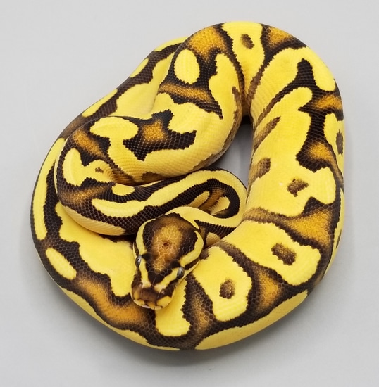 Super Orange Dream Fire Enchi Yellowbelly Het Pied Ball Python by ...