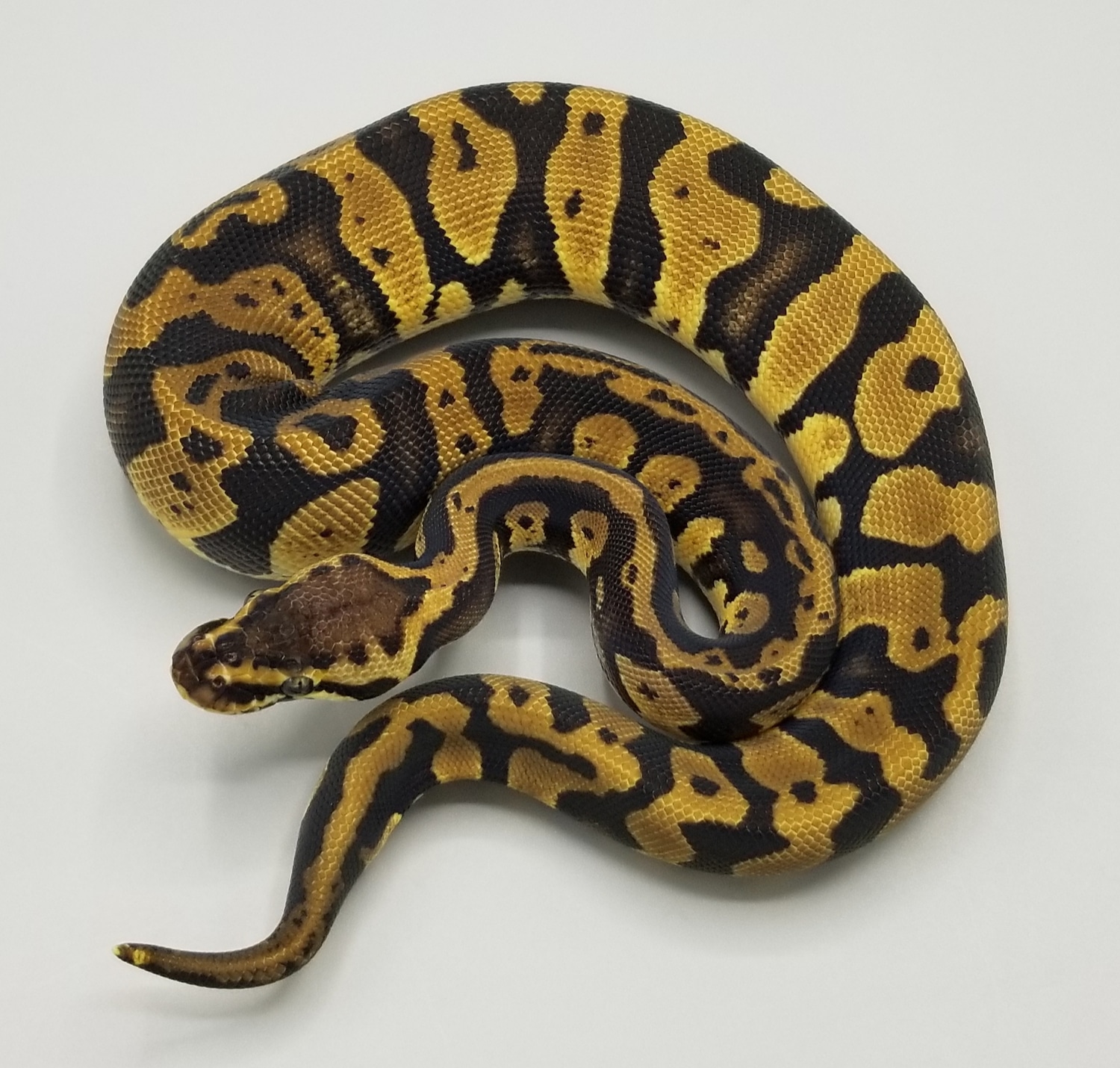 Pastel Acid Het VPI Axanthic 50% Het Desert Ghost Ball Python by ...