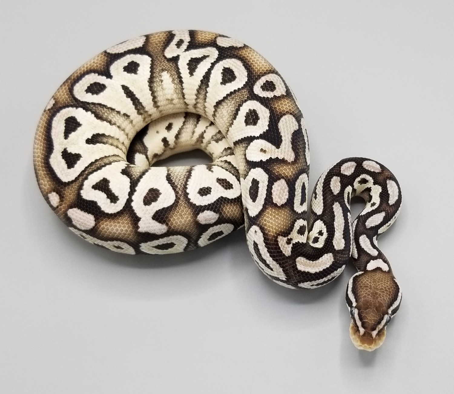 Pastel Mojave VPI Axanthic Ball Python by Milbradt & Caponetto Pythons ...