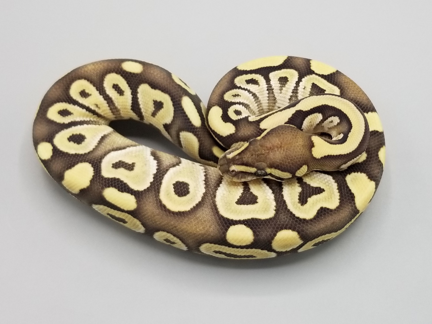 Mojave Desert Ghost Ball Python by Milbradt & Caponetto Pythons ...