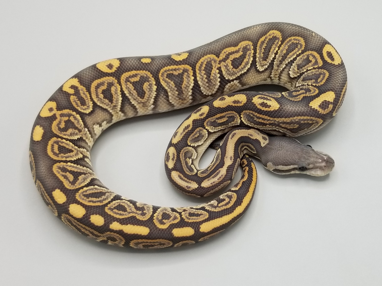 Hypo Black Pastel Ball Python by Milbradt & Caponetto Pythons - MorphMarket