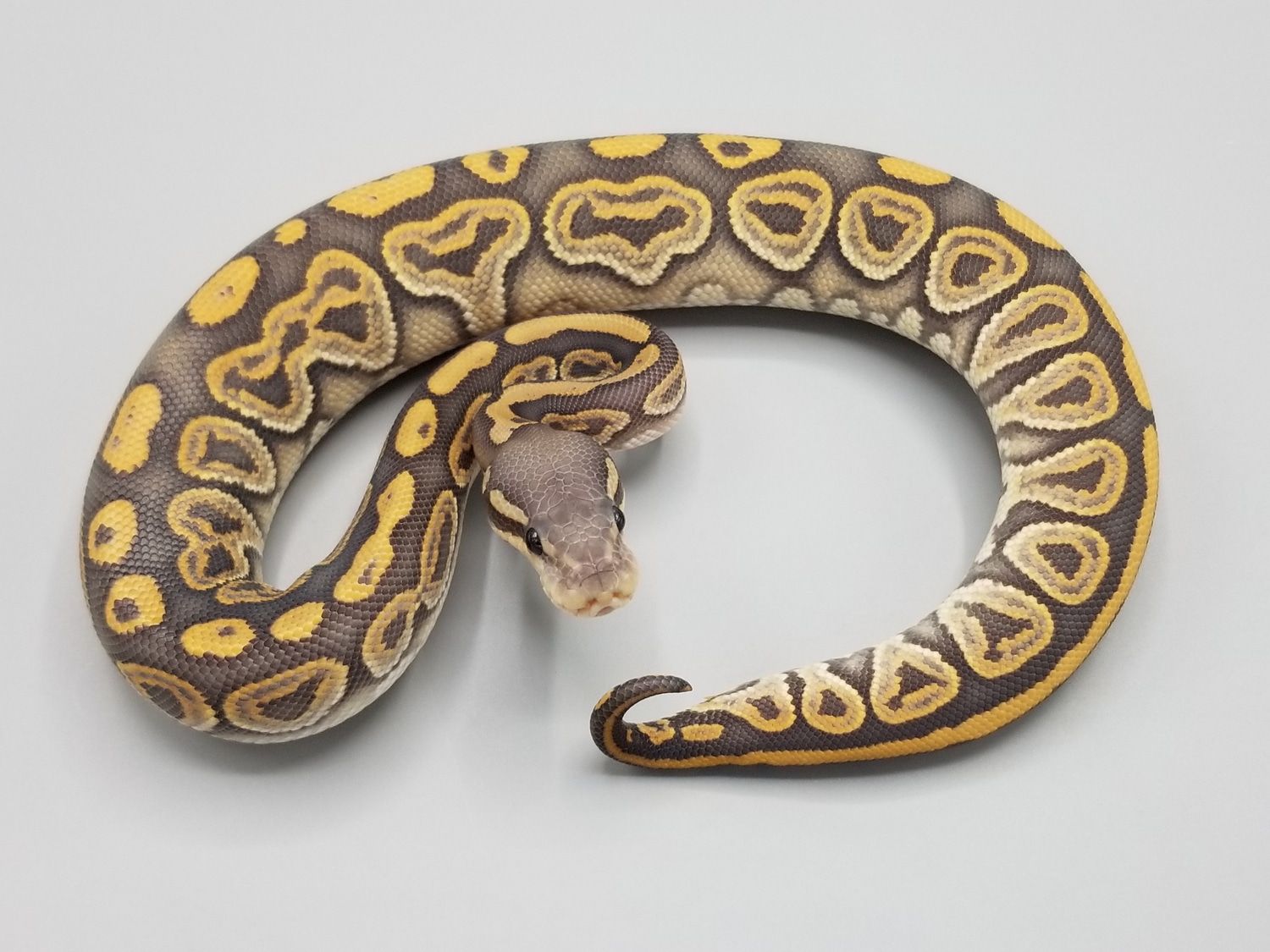 Hypo Orange Dream Black Pastel Ball Python by Milbradt & Caponetto ...