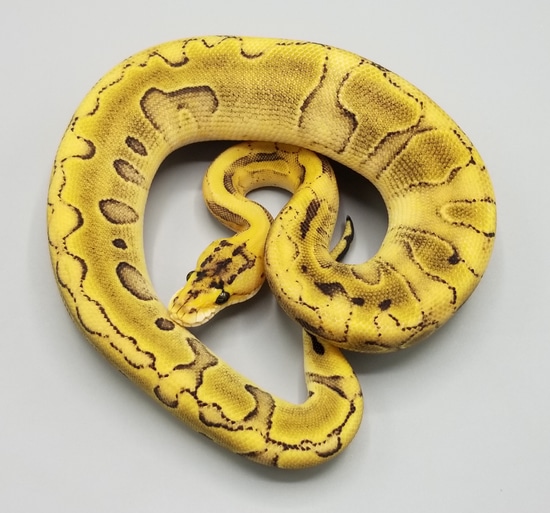 Champagne Leopard Enchi Ball Python by Milbradt & Caponetto Pythons