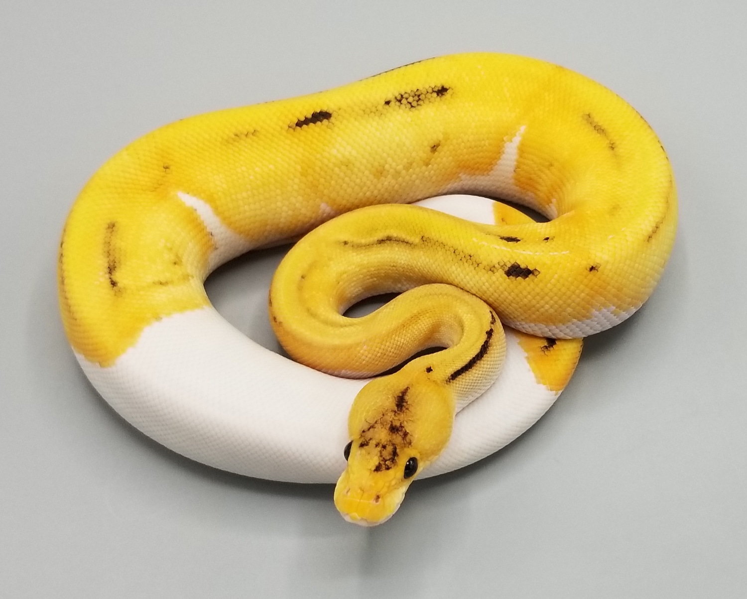 Orange Dream Champagne Het Pied Possible Enchi, Possible Leopard Ball Python by Milbradt ...