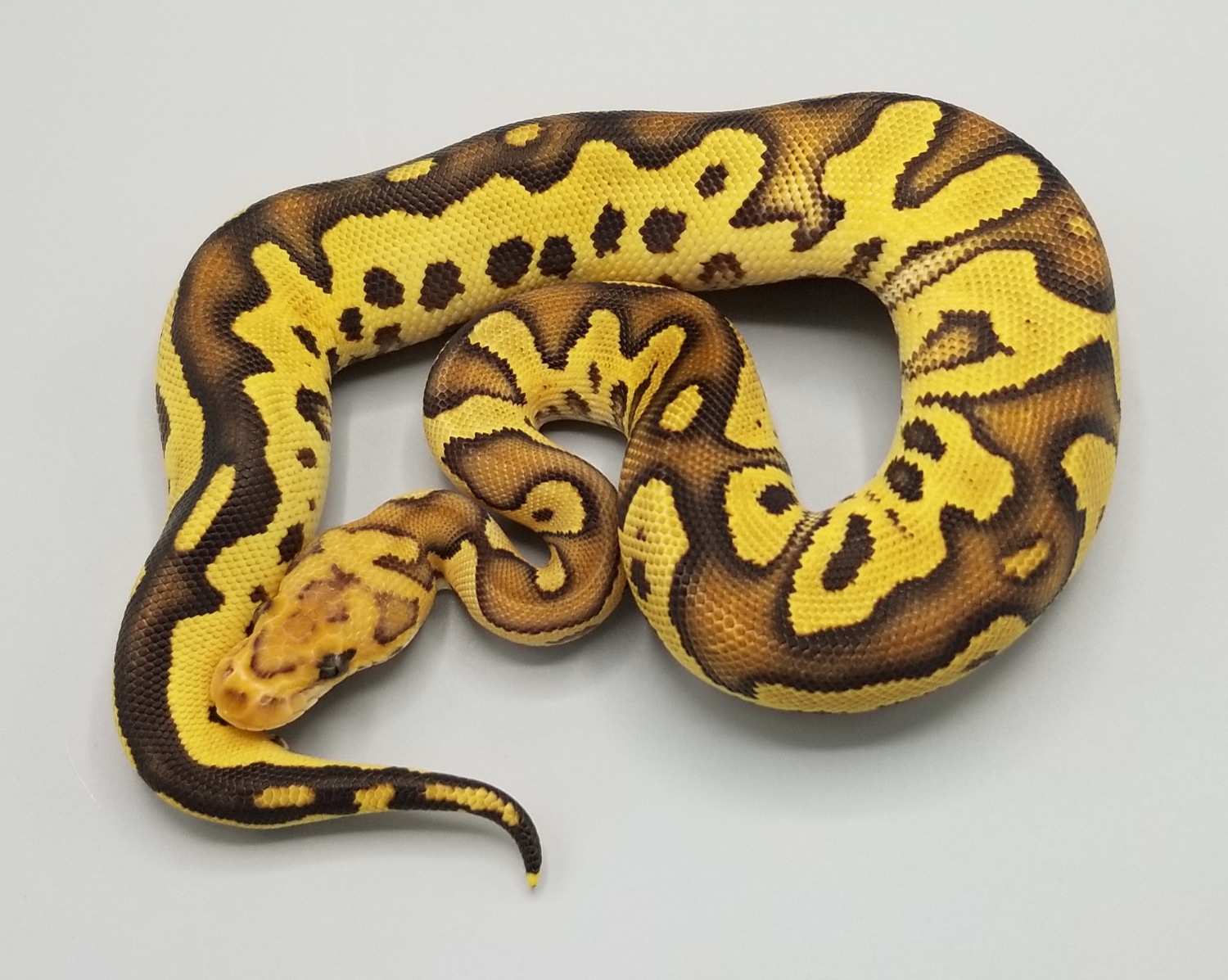 Fire Clown Ball Python by Milbradt & Caponetto Pythons - MorphMarket