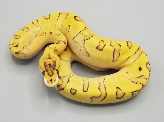 Orange Dream Super Enchi Champagne Possible Leopard 50% Het Hypo Ball ...