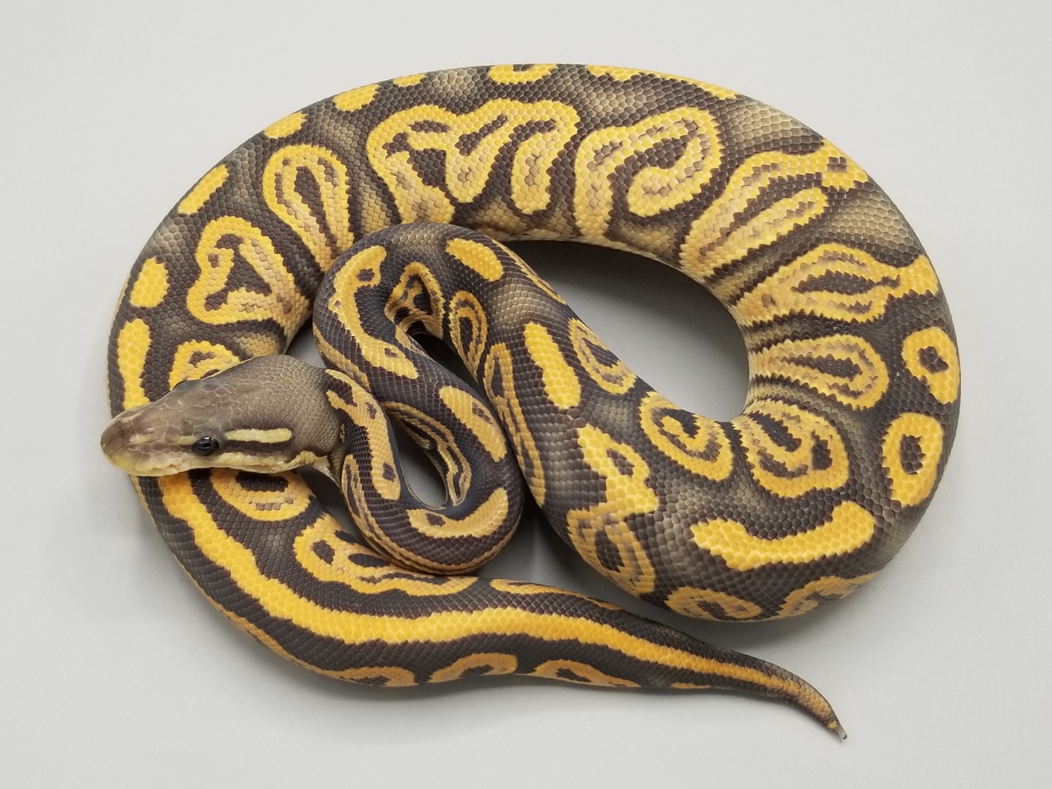 Hypo Orange Dream Black Pastel (Possible Super Orange Dream) Ball ...