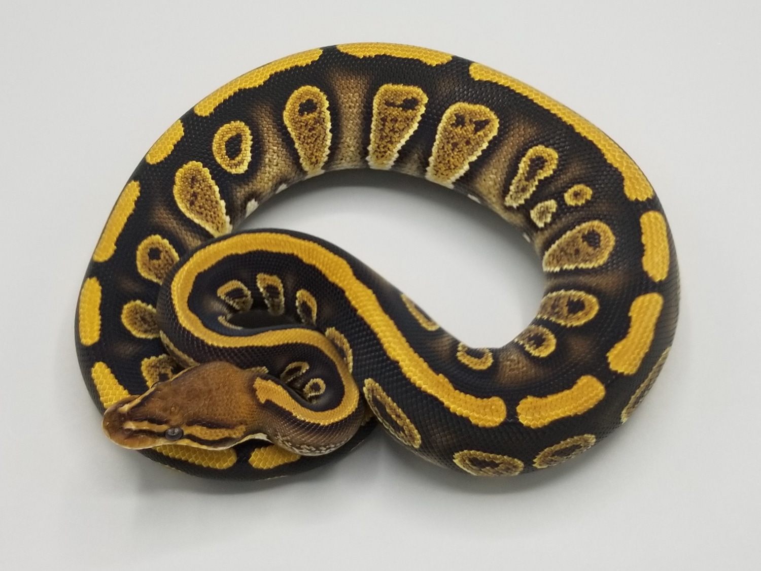 Stranger Het Clown Ball Python by Milbradt & Caponetto Pythons ...