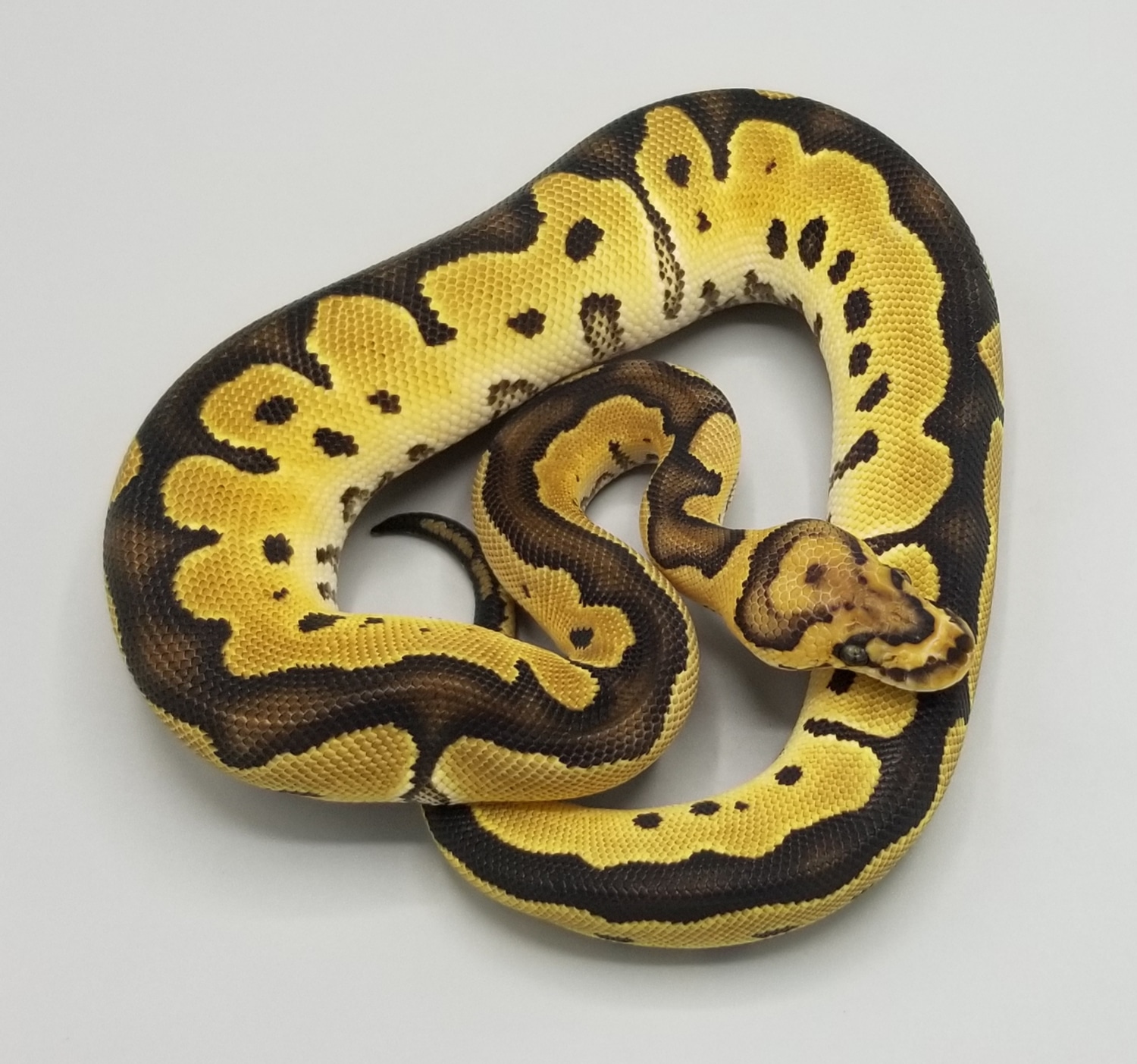 Clown 66% Het VPI Axanthic 50% Het Desert Ghost Ball Python by Milbradt ...