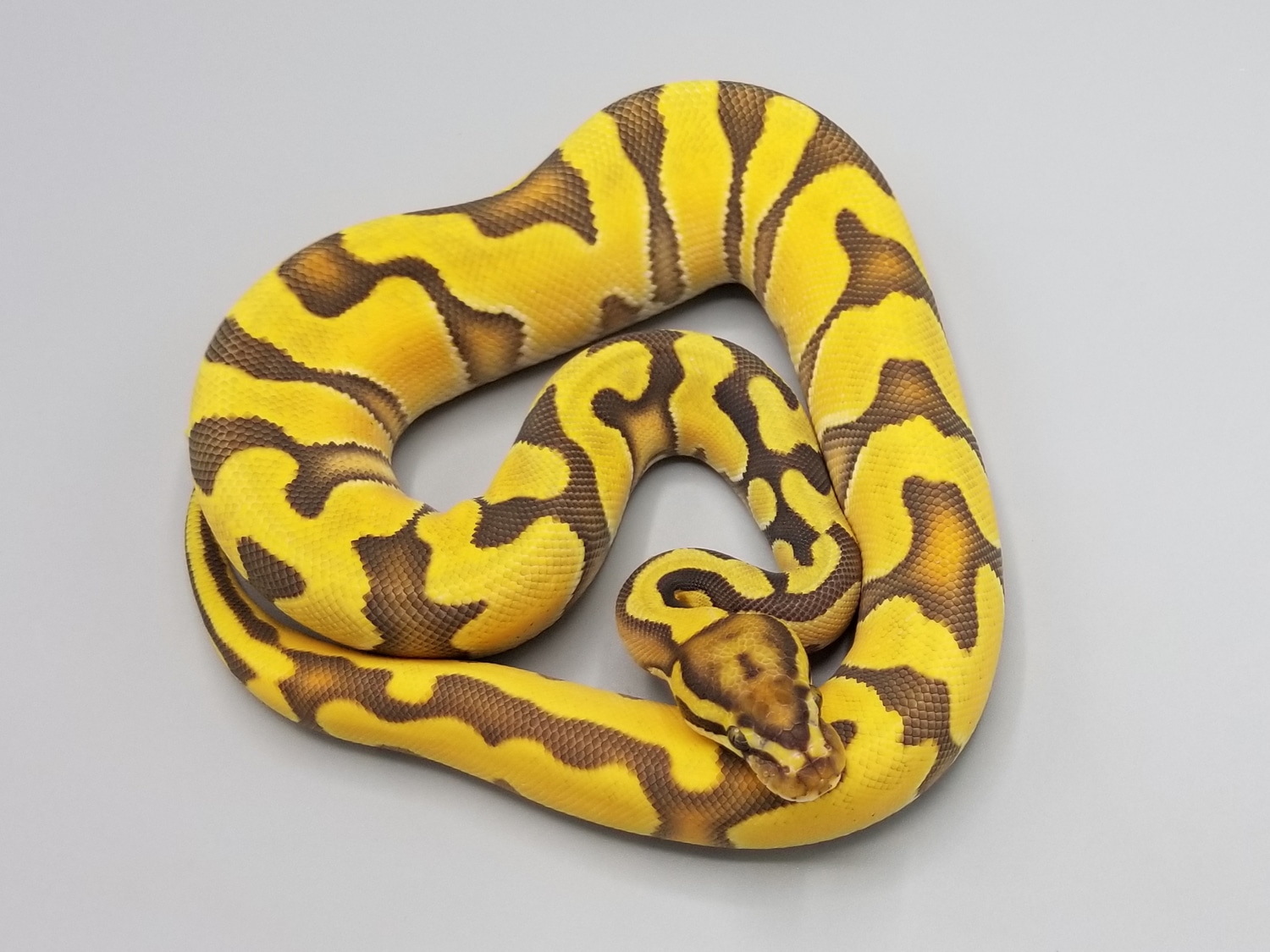 Hypo Orange Dream Enchi Het Pied Ball Python by Milbradt & Caponetto ...