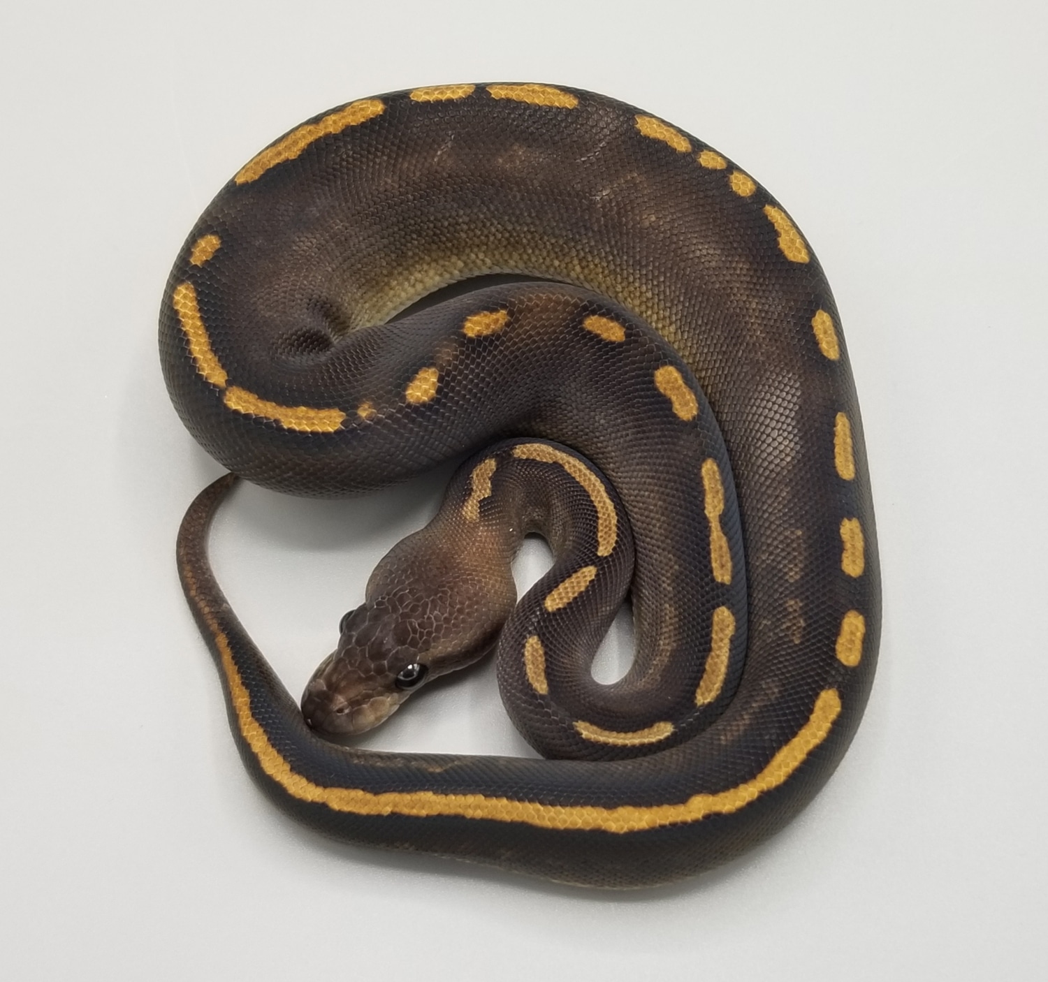 Mahogany GHI Black Pastel Het Pied Ball Python by Milbradt & Caponetto ...