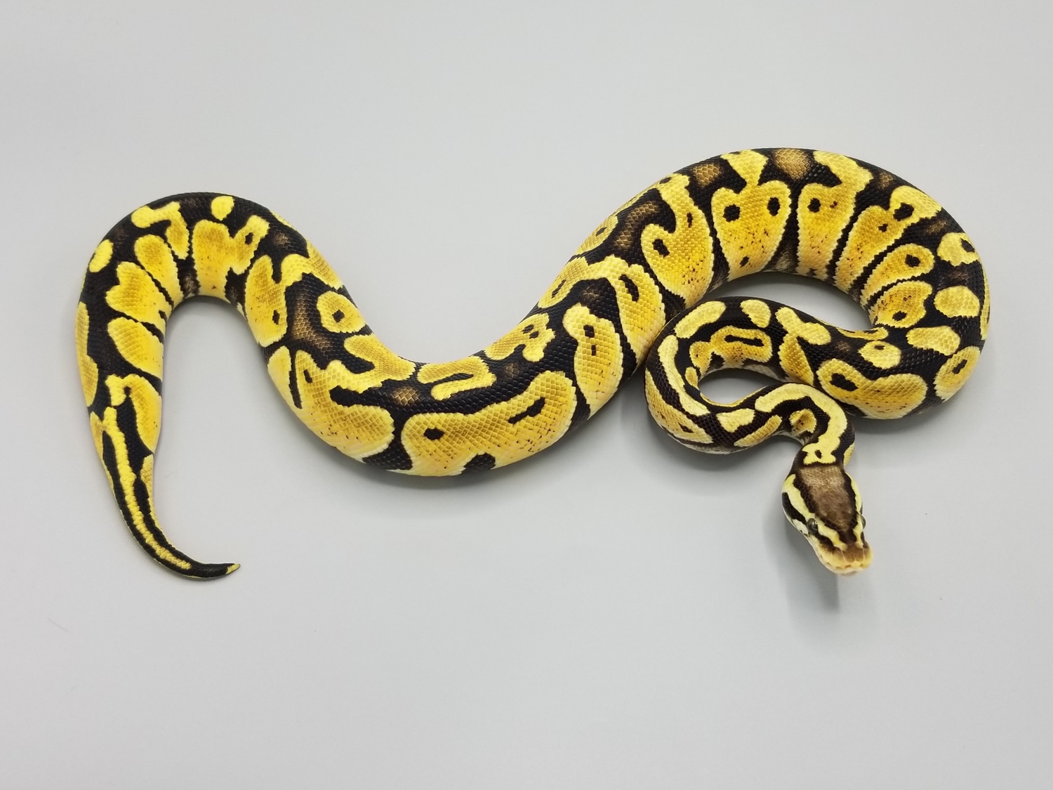 Pastel Lace Het Puzzle Ball Python by Milbradt & Caponetto Pythons ...