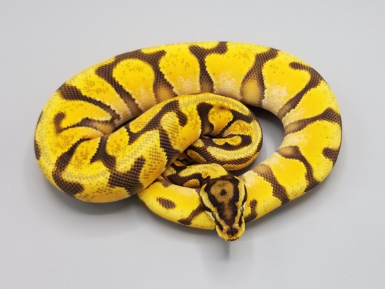 Super Orange Dream Enchi Spotnose 66% Het Hypo Ball Python by Milbradt ...