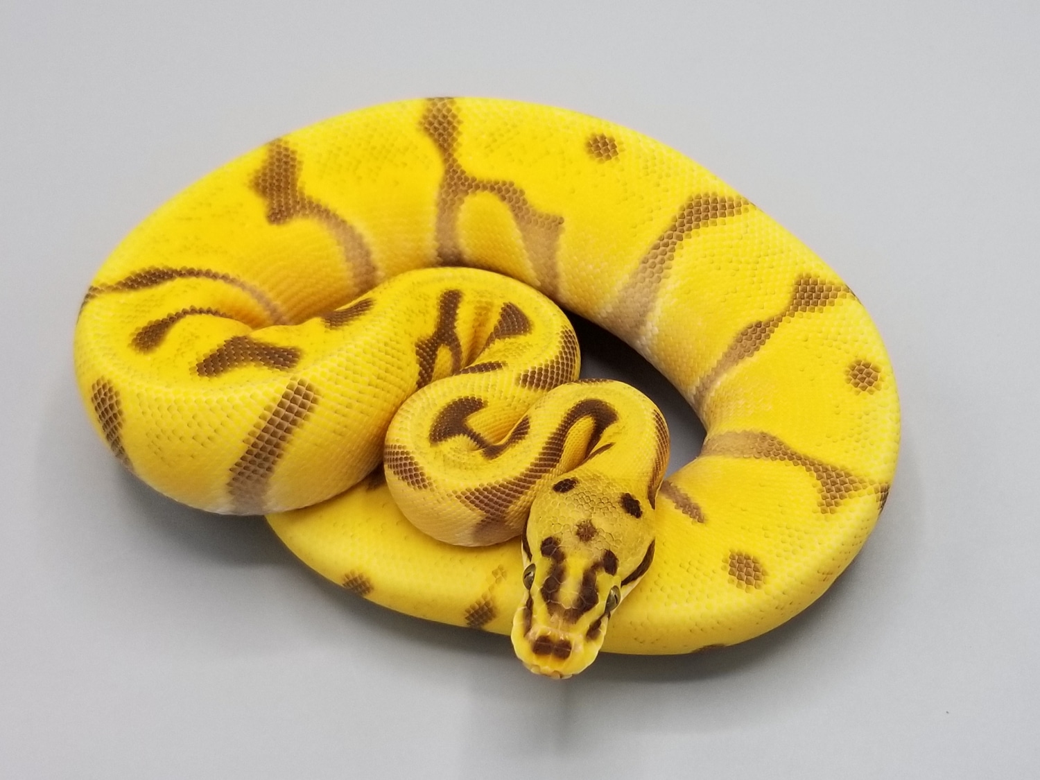 Super Orange Dream Super Enchi Vanilla Spotnose 66% Het Hypo Ball ...