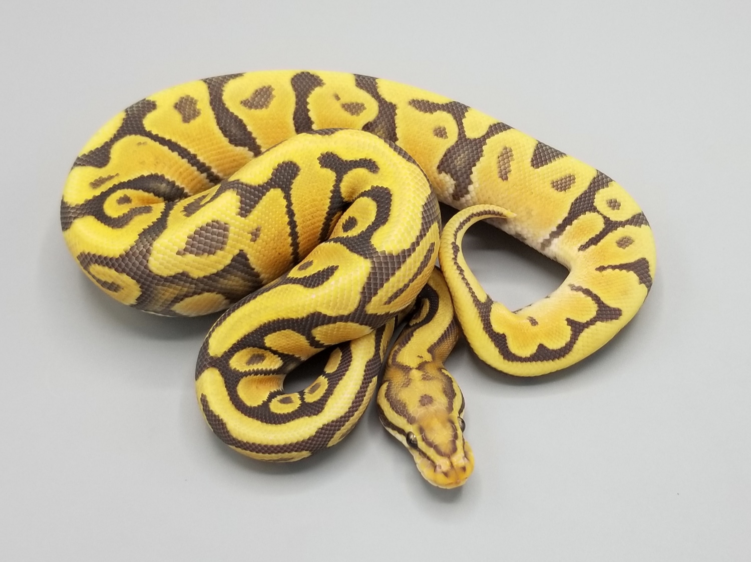Hypo Super Orange Dream Vanilla Spotnose Ball Python by Milbradt ...