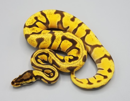 Super Orange Dream Enchi Spotnose 66% Het Hypo Ball Python by Milbradt ...