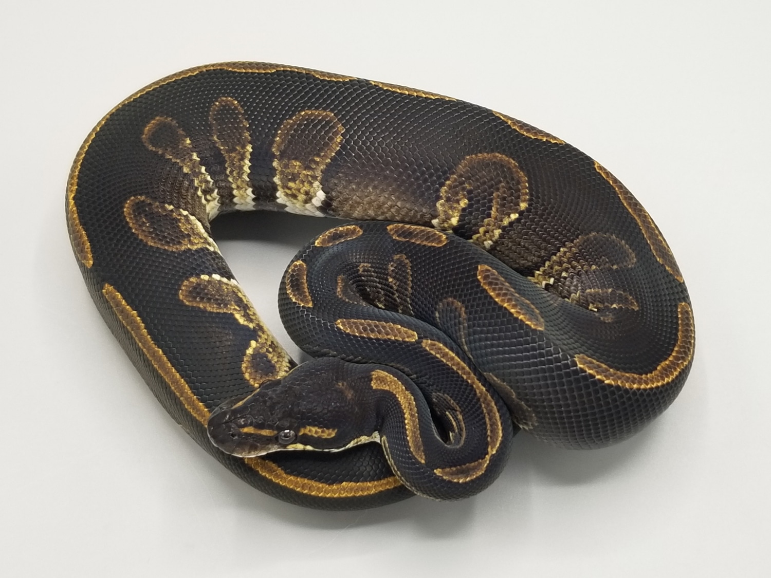 GHI Leopard Blackhead 50% Het Pied Ball Python by Milbradt & Caponetto ...