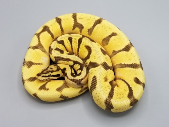 Super Orange Dream Vanilla Enchi Spotnose 66% Het Hypo Ball Python by ...