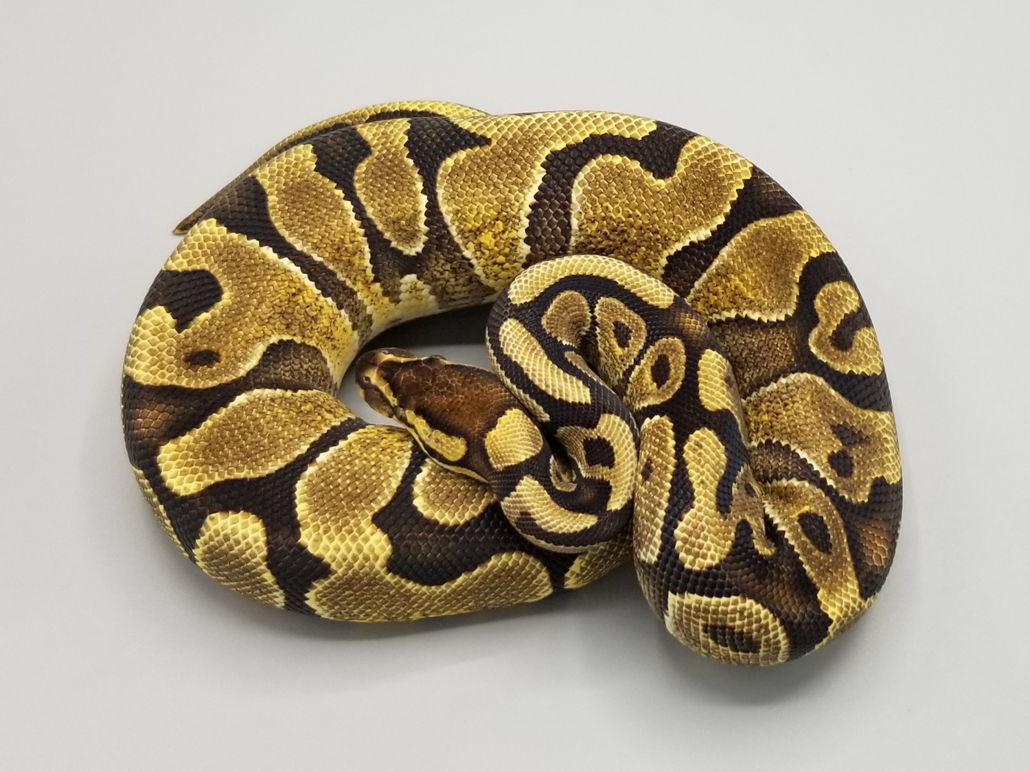 Gravel Enchi Ball Python by Milbradt & Caponetto Pythons - MorphMarket