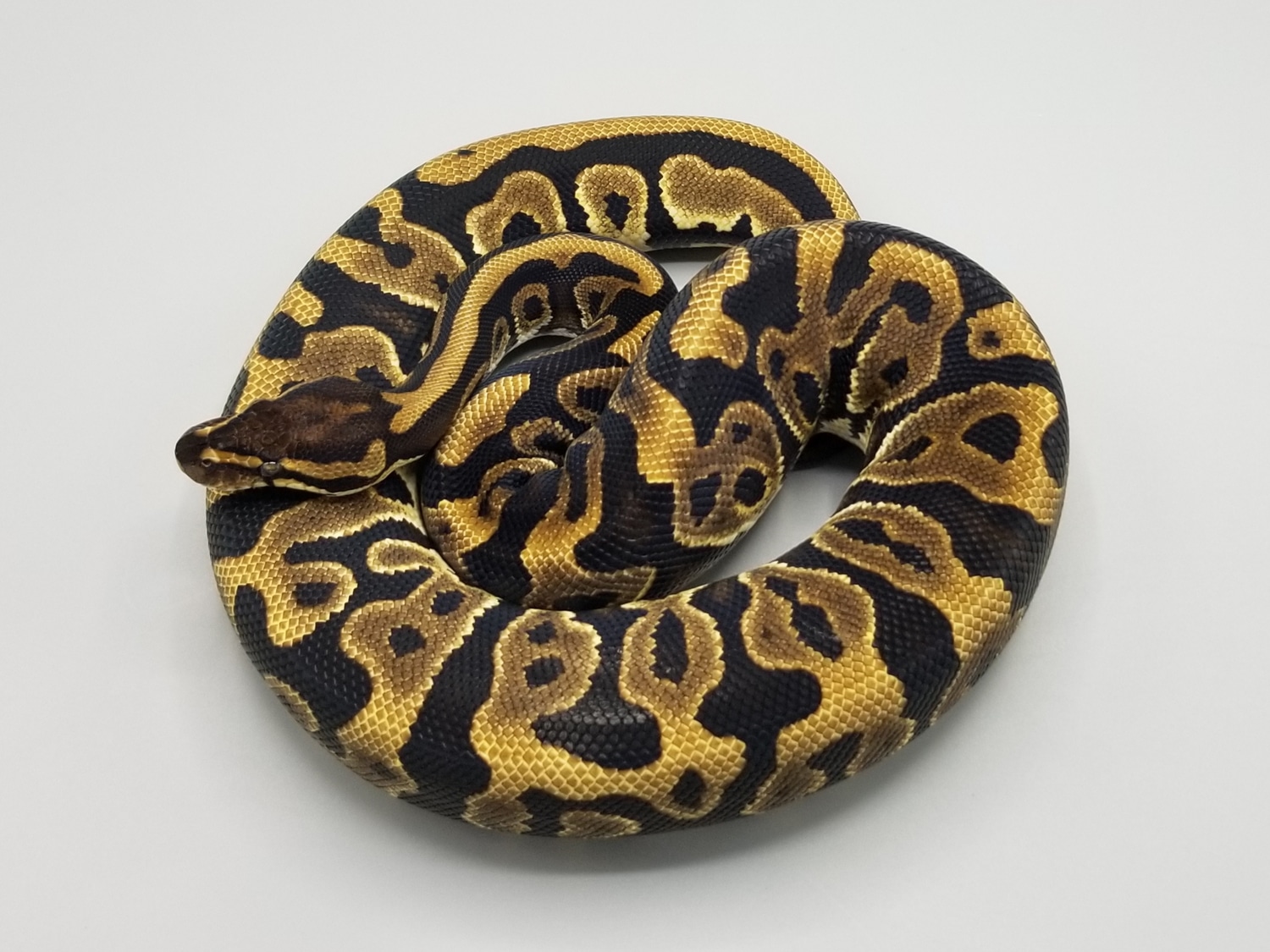 Gravel Leopard Het Daddy Ball Python by Milbradt & Caponetto Pythons ...