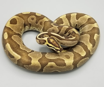 2020 Male Mojave Enchi Disco/fire Het Hypo Ball Python by Snake Dealer ...
