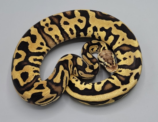Pastel Vanilla Leopard Het Puzzle Possible Orange Dream Ball Python by ...