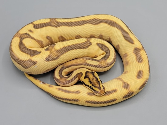 Hypo Super Orange Dream Leopard Fire Enchi Ball Python by Milbradt ...