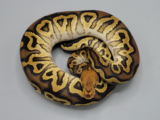 Cypress Clown Ball Python by Milbradt & Caponetto Pythons