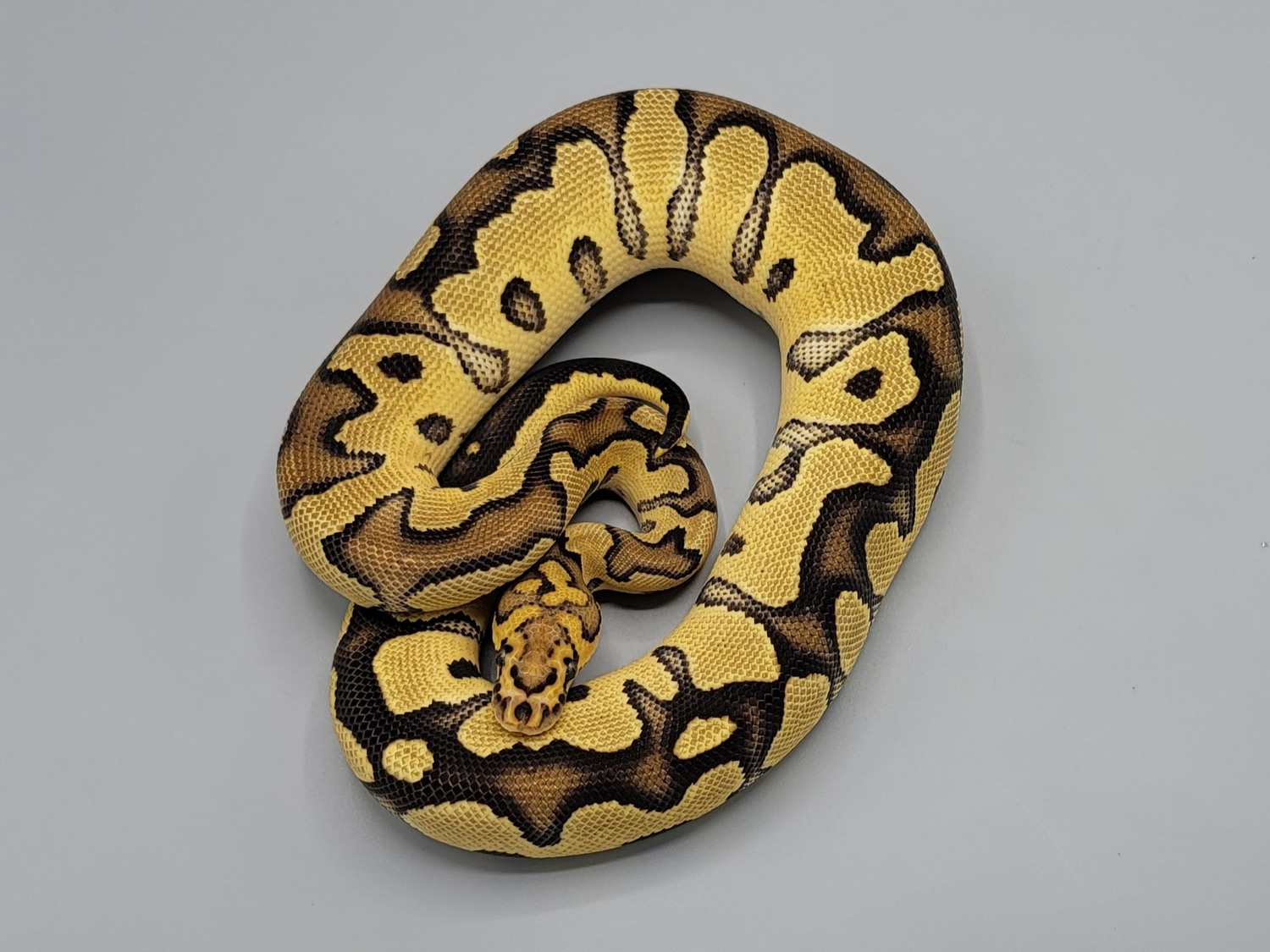 Fire Clown Ball Python by Milbradt & Caponetto Pythons - MorphMarket