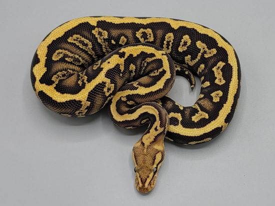 Fire Chocolate Spotnose Mahogany Het Clown Ball Python by Milbradt ...