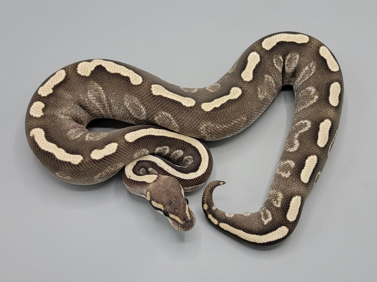 GHI Mojave Desert Ghost Ball Python by Milbradt & Caponetto Pythons ...