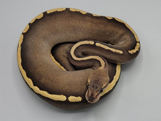 GHI Mojave Mahogany Het Pied Ball Python by Milbradt & Caponetto Pythons
