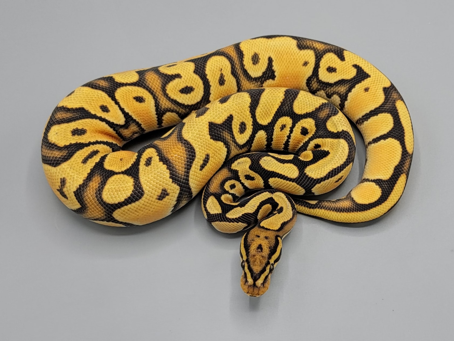 Hypo Super Orange Dream Ball Python by Milbradt & Caponetto Pythons ...