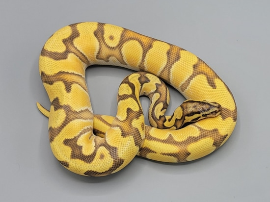 Hypo Super Orange Dream Enchi Ball Python by Milbradt & Caponetto Pythons