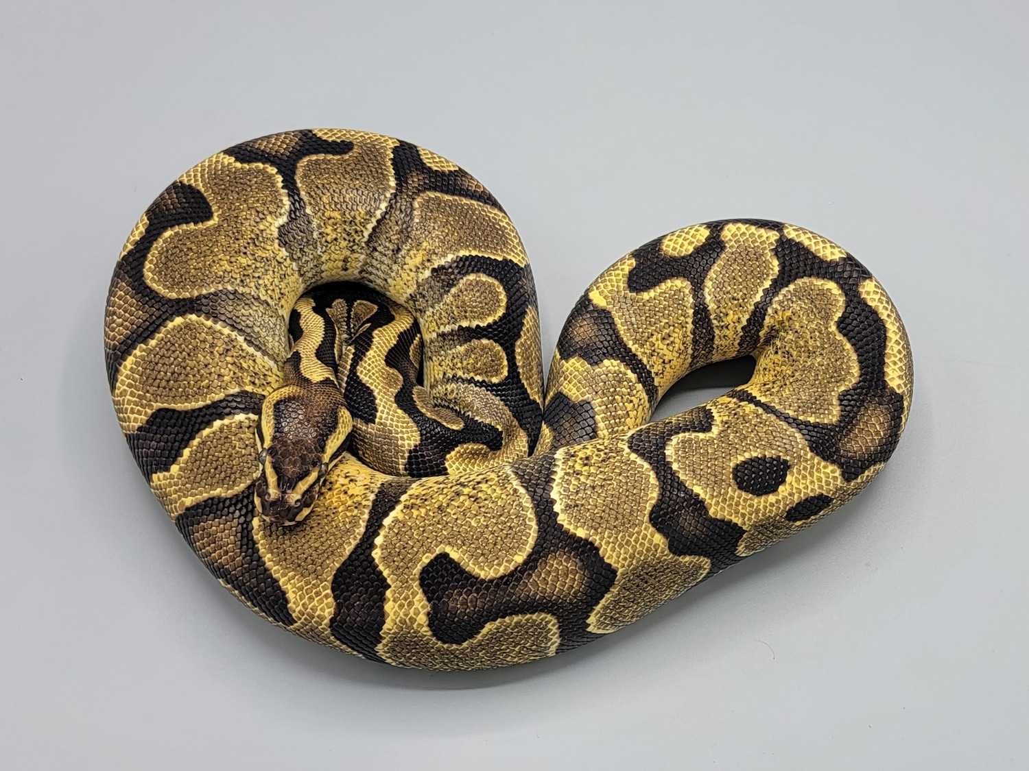Gravel Enchi Ball Python by Milbradt & Caponetto Pythons - MorphMarket