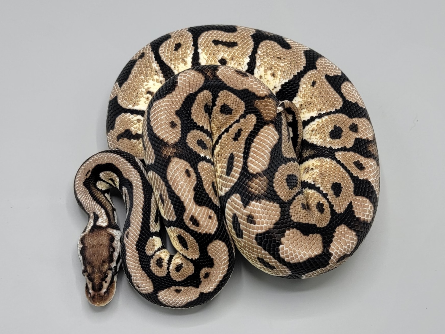 Pastel Spotnose VPI Axanthic Ball Python by Milbradt & Caponetto ...