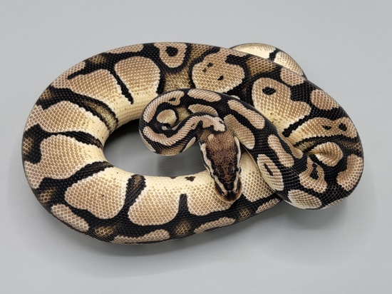 Pastel VPI Axanthic DH Desert Ghost/Clown (Het DGa, Het DGb) Ball ...