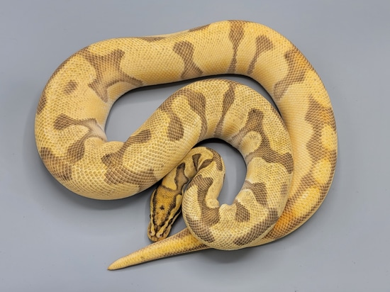Hypo Super Orange Dream Enchi Ball Python by Milbradt & Caponetto Pythons