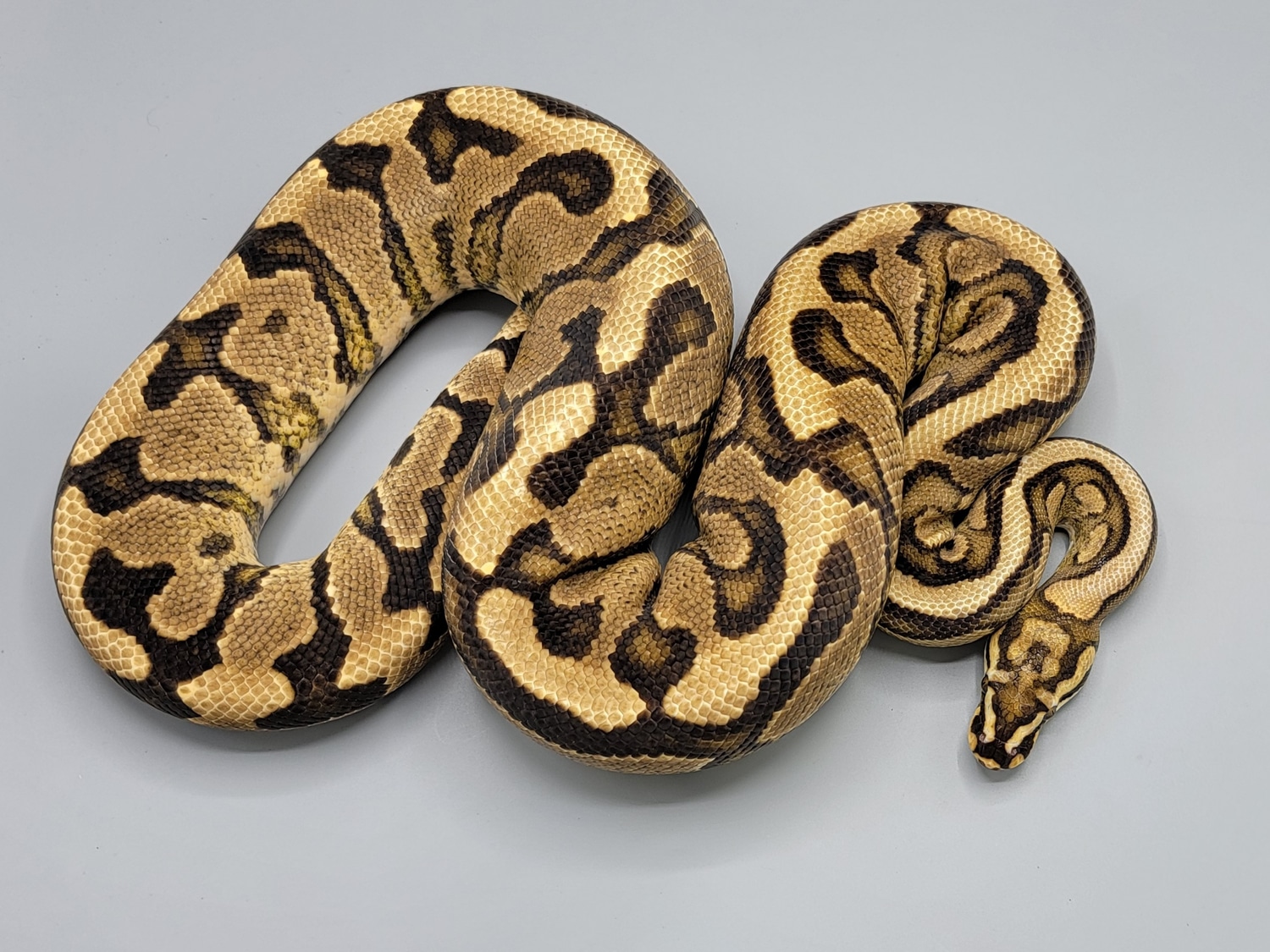 Red Stripe Spotnose Yellowbelly Het Clown Ball Python by Milbradt ...